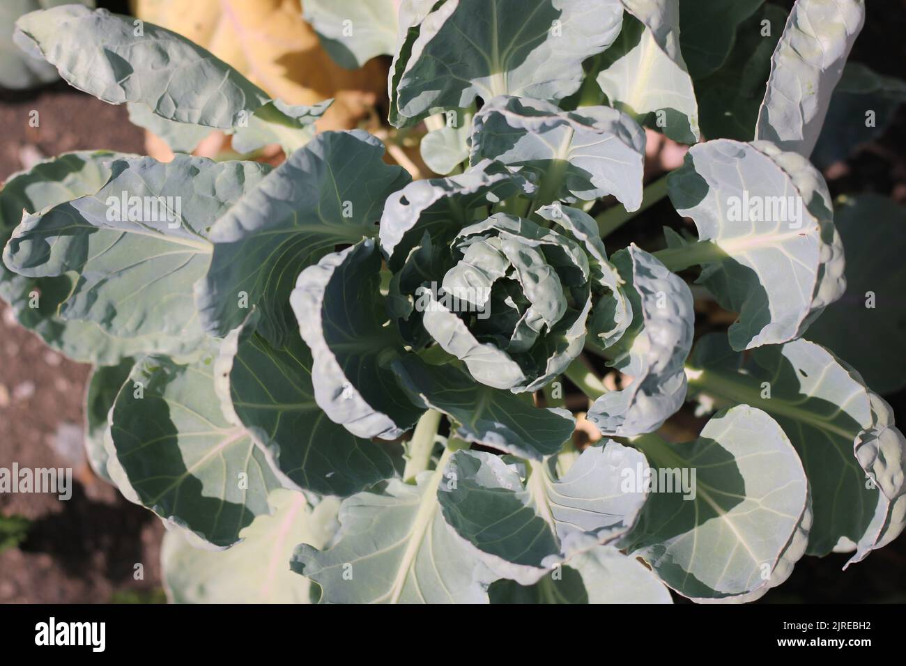 Top view of a typical summer cabbage head growing in the kitchen garden ...