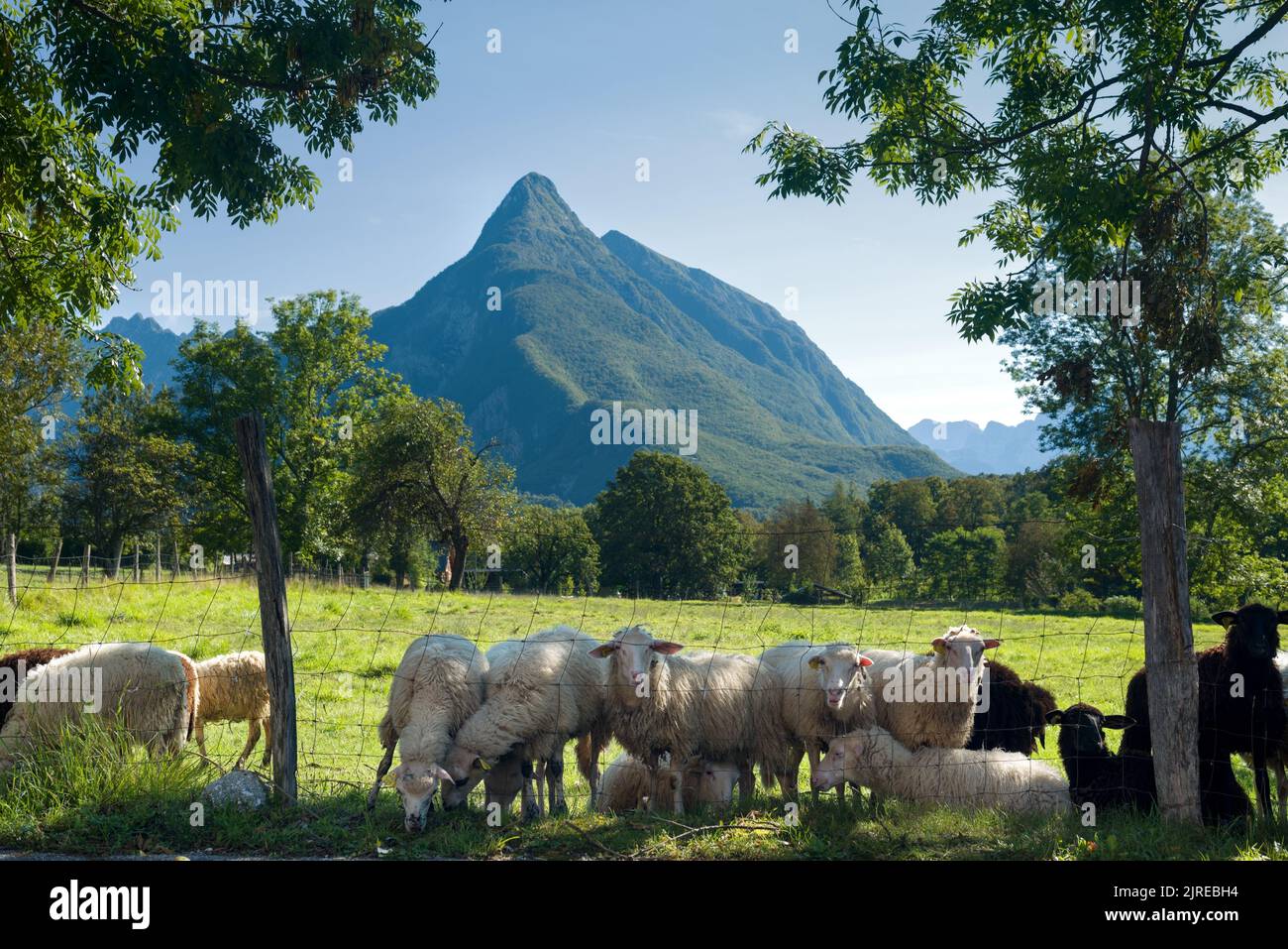 Sheep of mountain hi-res stock photography and images - Alamy