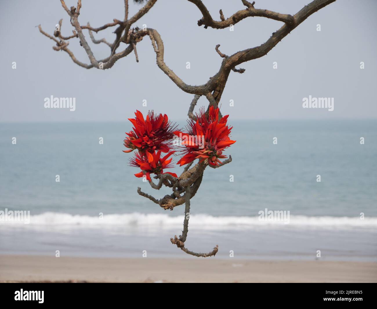 A closeup shot fo the Erythrina corallodendron tree branch in the beach ...