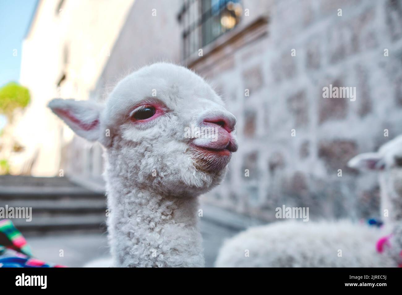 Funny baby llama on a windy day. South American camelid., Arequipa ...