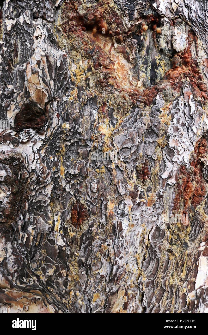 Sap from timber hi-res stock photography and images - Alamy