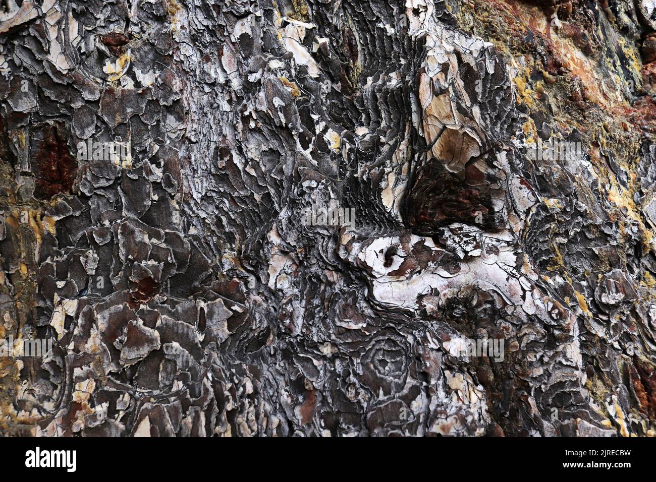 Sap from timber hi-res stock photography and images - Alamy