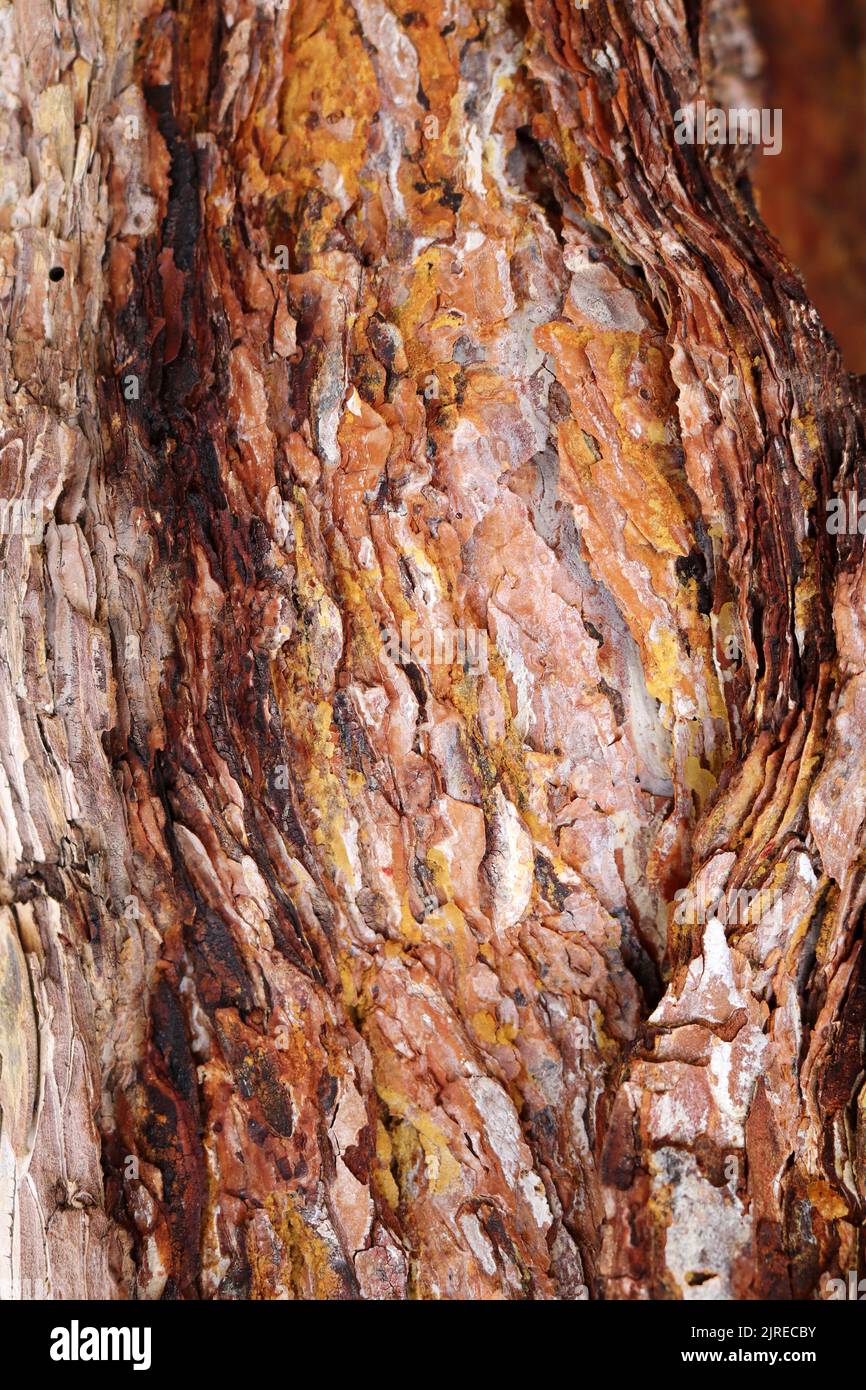 Sap from timber hi-res stock photography and images - Alamy