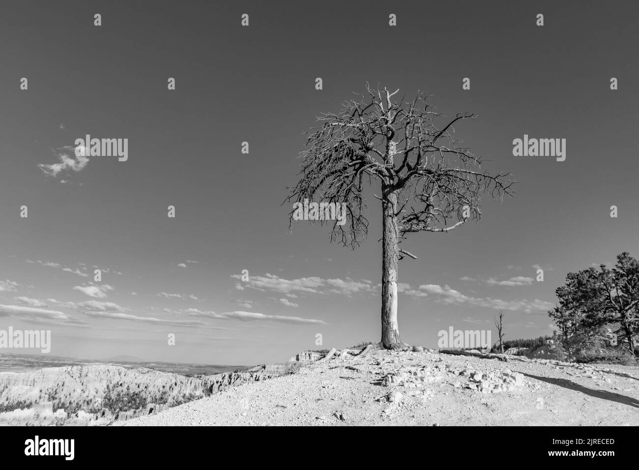 dry dead tree at the top of a cliff in the Bryce Canyon national park ...