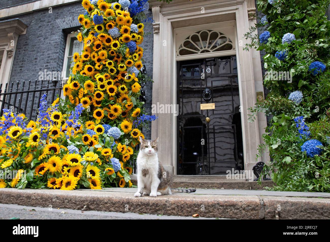 London ,United Kingdom 24/08/2022. Larry the Cat, Chief Mouser of ...