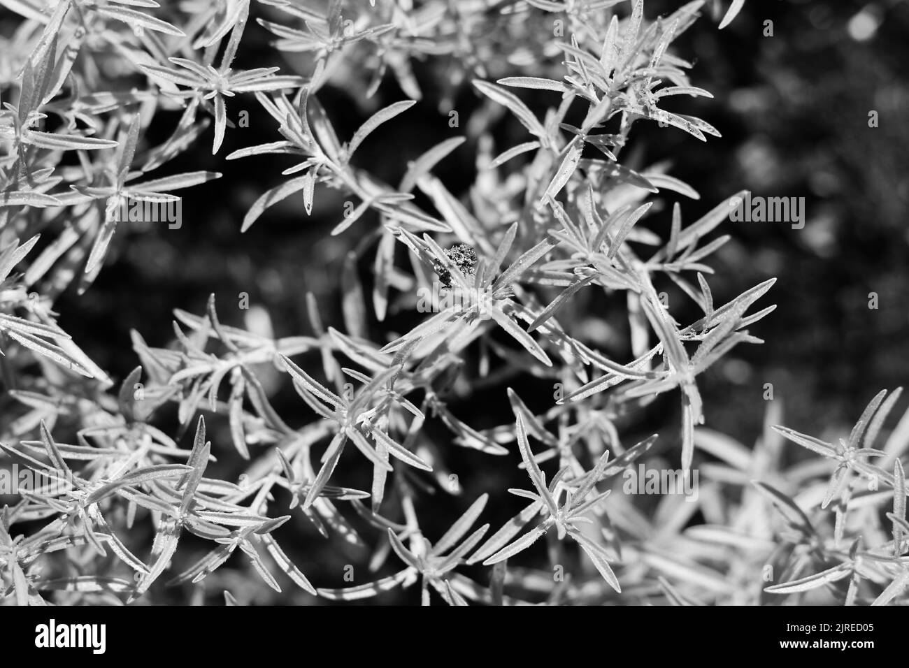 Sunny community garden Black and White Stock Photos & Images - Alamy