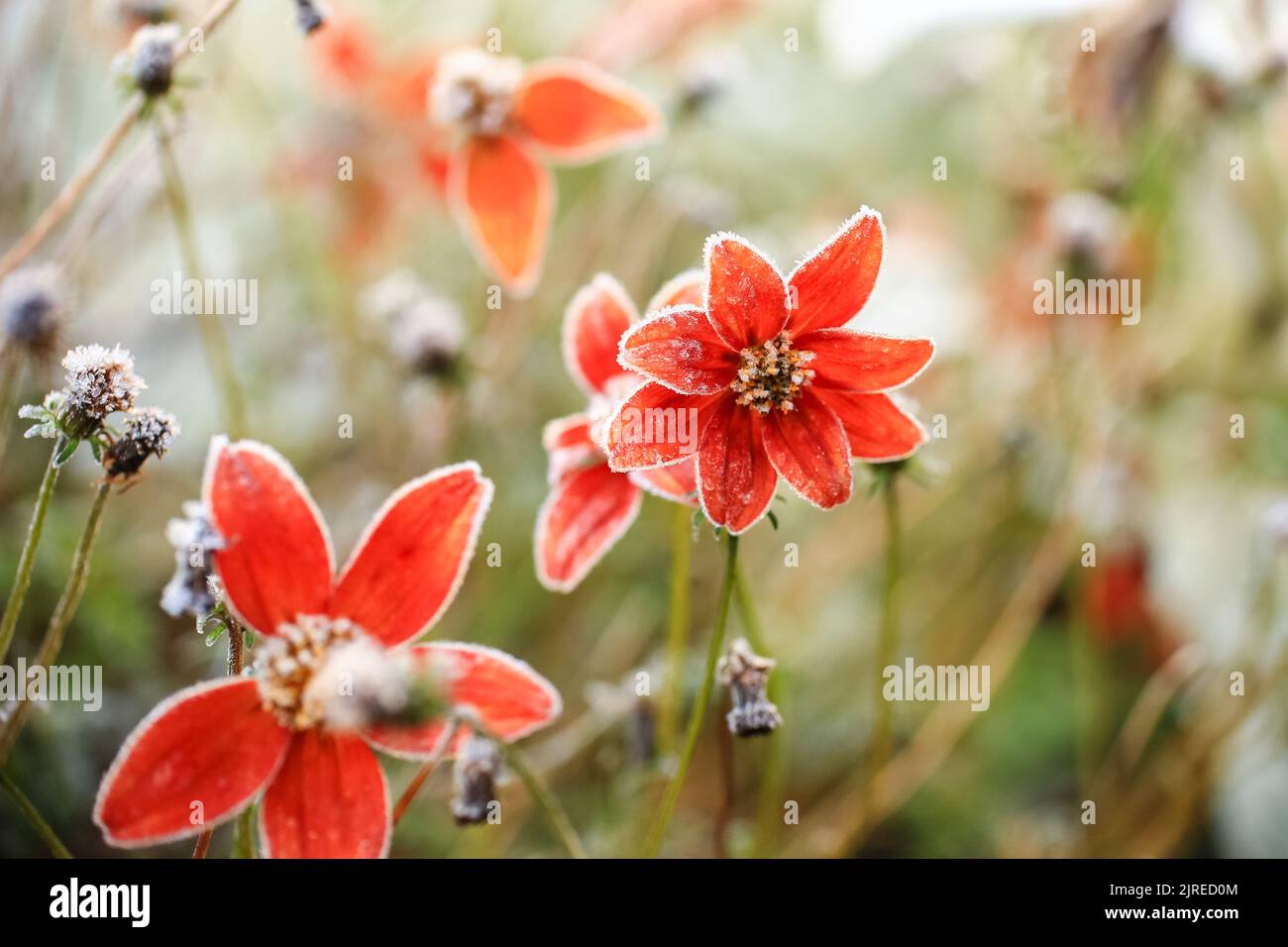 Autumn frost on the blooming flowers in the garden Stock Photo - Alamy