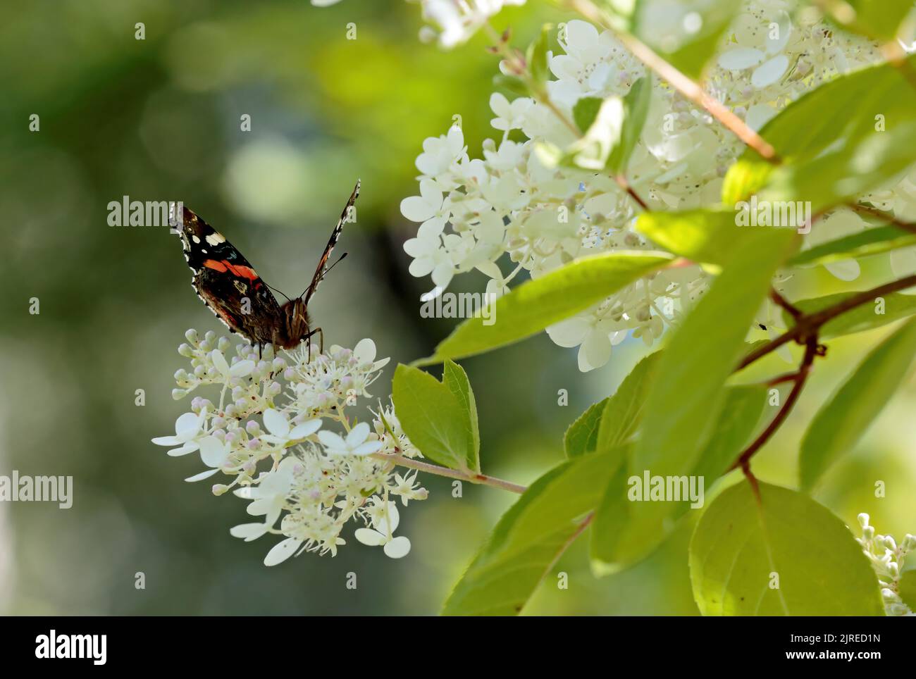 Butterfly hydrangea hi-res stock photography and images - Alamy