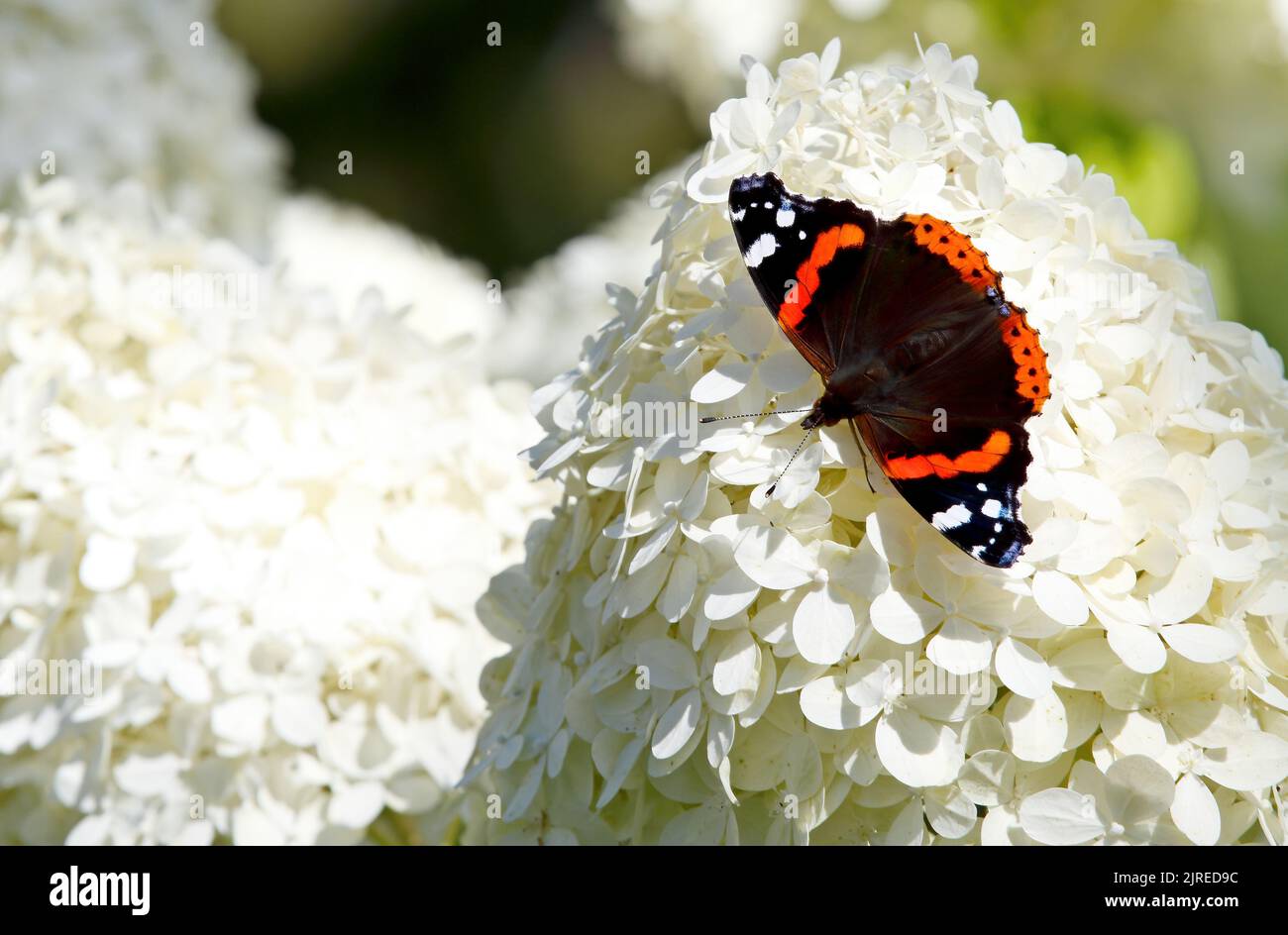 Butterfly hydrangea hi-res stock photography and images - Alamy