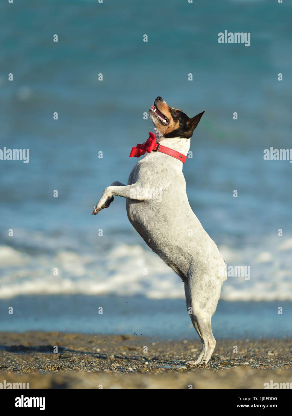 Happy funny dog jumping sky hi-res stock photography and images - Alamy