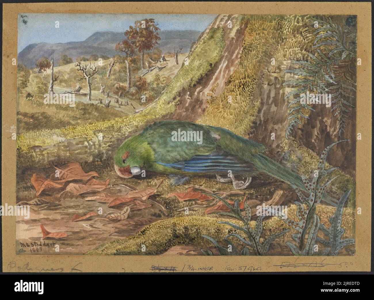 Native parrot in a moss and bush setting, 1885, by Margaret Stoddart ...