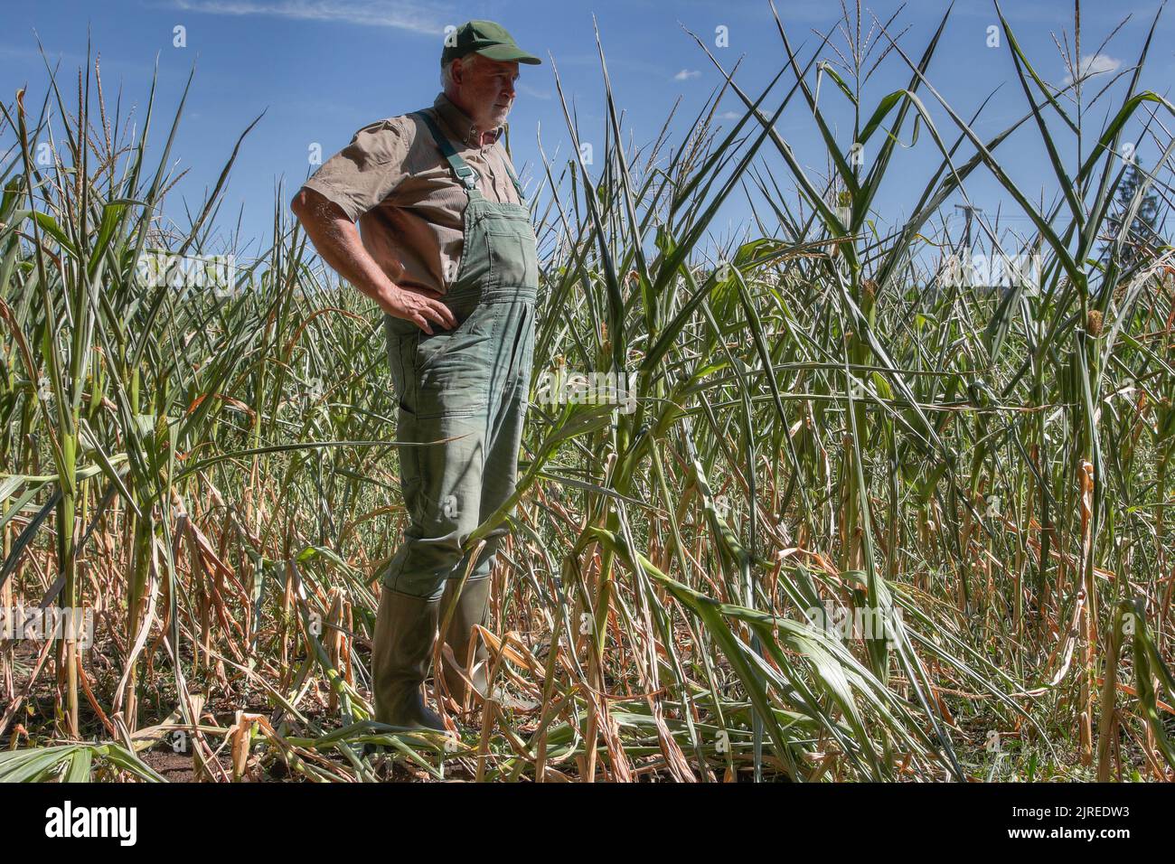 A farmer looks at his stunted maizefield. Due to climate change, it has rained too little and ...