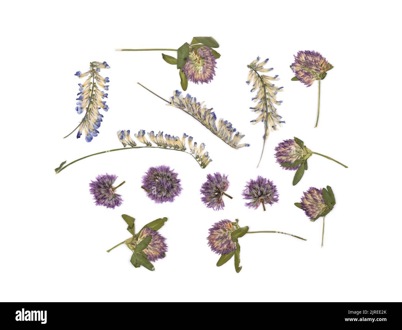 Group of dried pressed flowers isolated on white background. Botanical ...