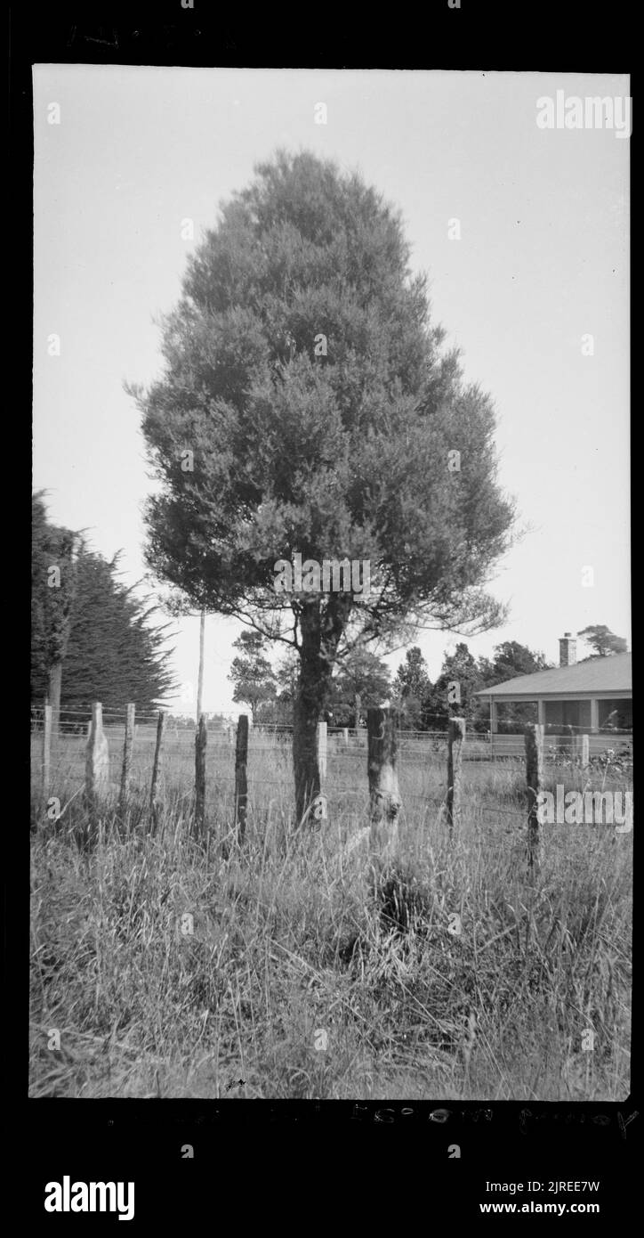 Young matai tree hi-res stock photography and images - Alamy