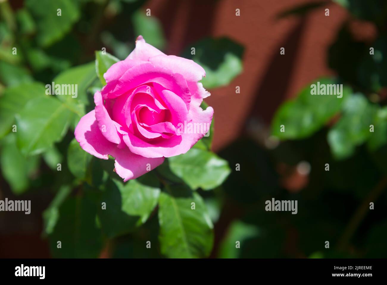Flor rose hi-res stock photography and images - Alamy