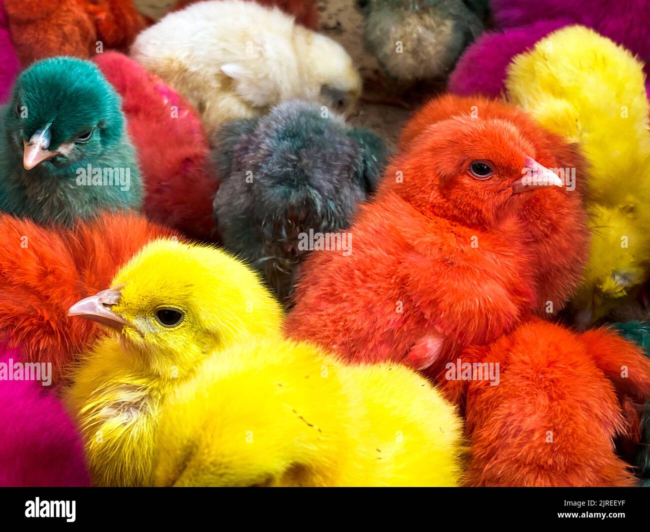 Top view many Colored easter chicks. Easter chicks in Iranian street ...