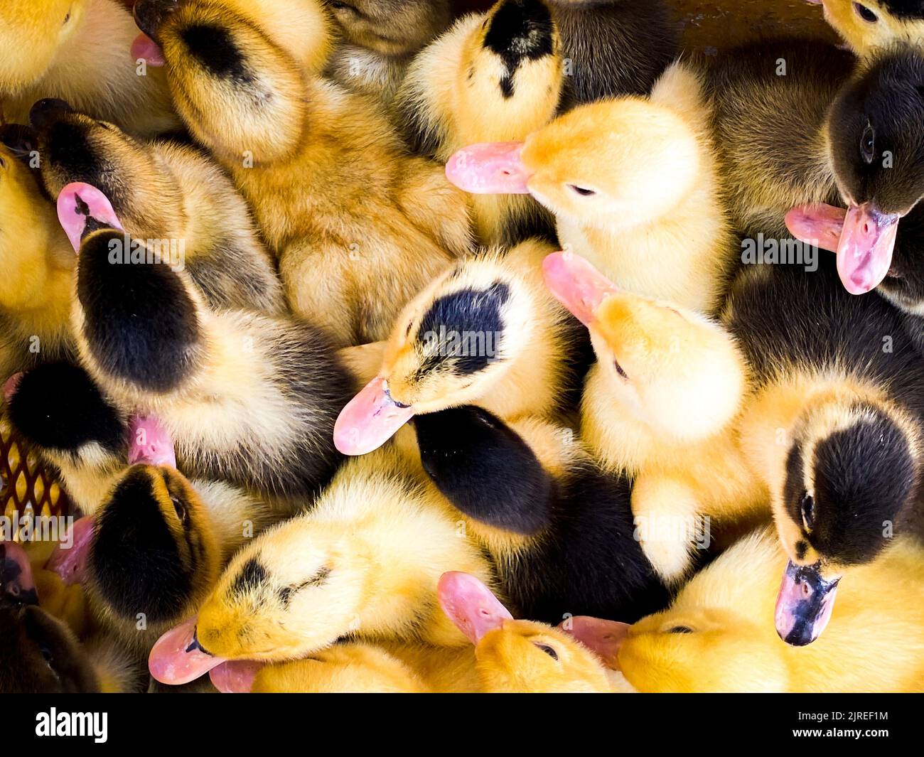 Top view cute yellow black dotted baby ducks in box close up for sale ...