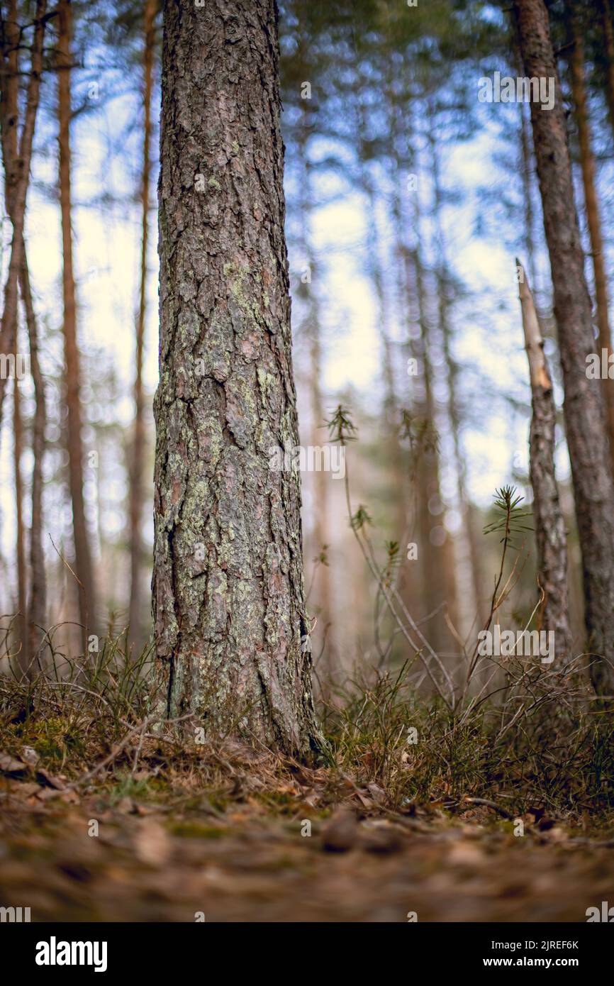 A trunk of a tall tree grown in a forest next to other trees Stock ...