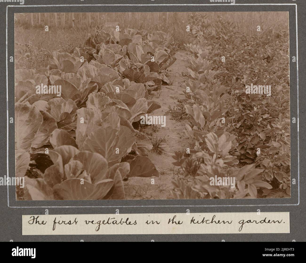 Our first xmas at 'Woodside'. December 25, 1916: The first vegetables ...