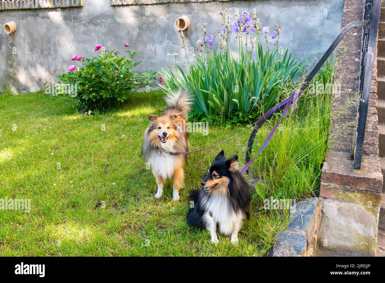 Beautiful fluffy shetland sheepdog hi-res stock photography and images ...