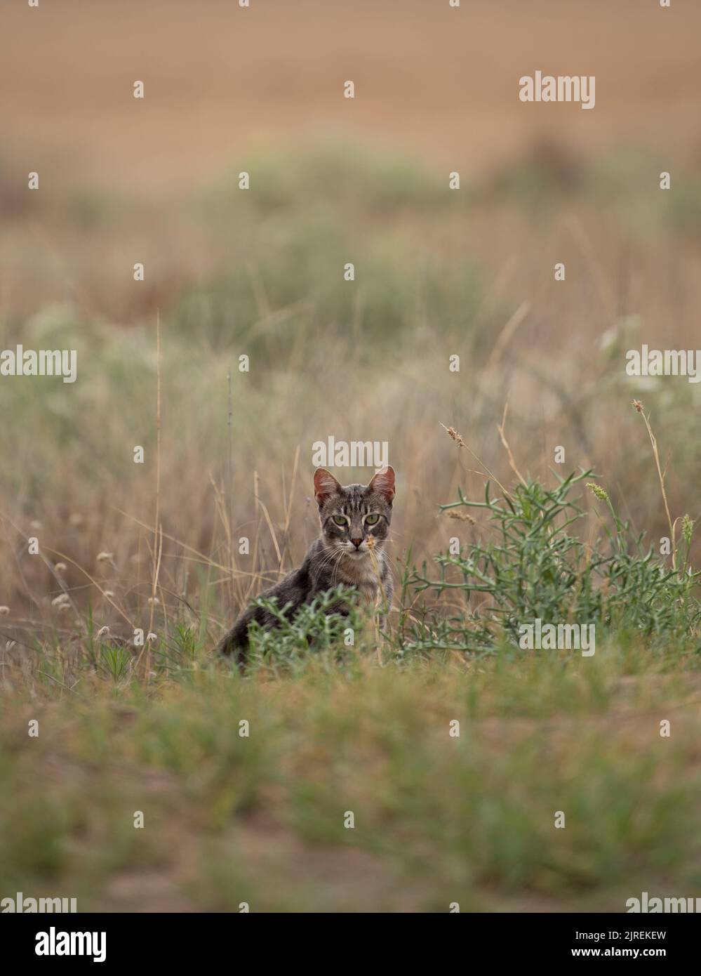 Classic tabby cat hi-res stock photography and images - Alamy