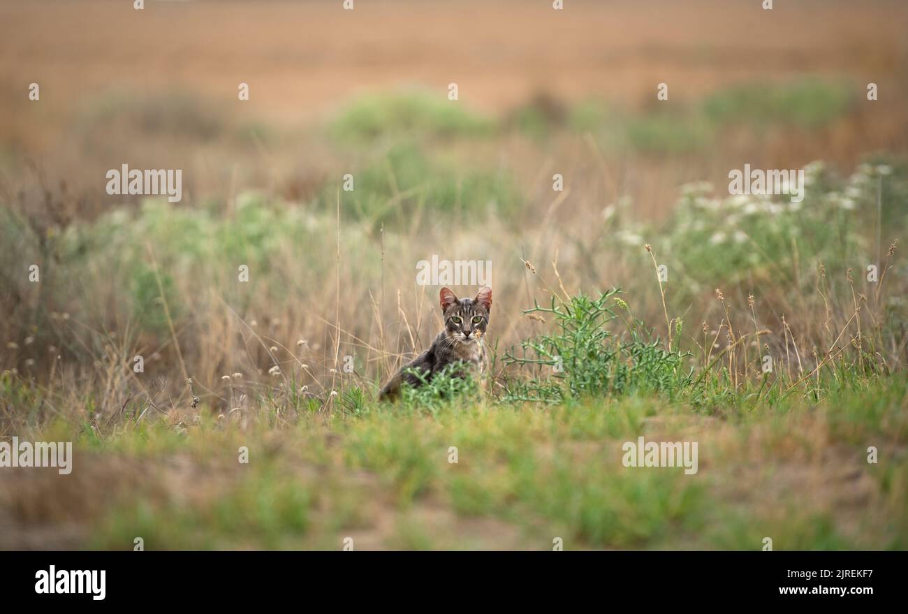 Classic tabby cat hi-res stock photography and images - Alamy