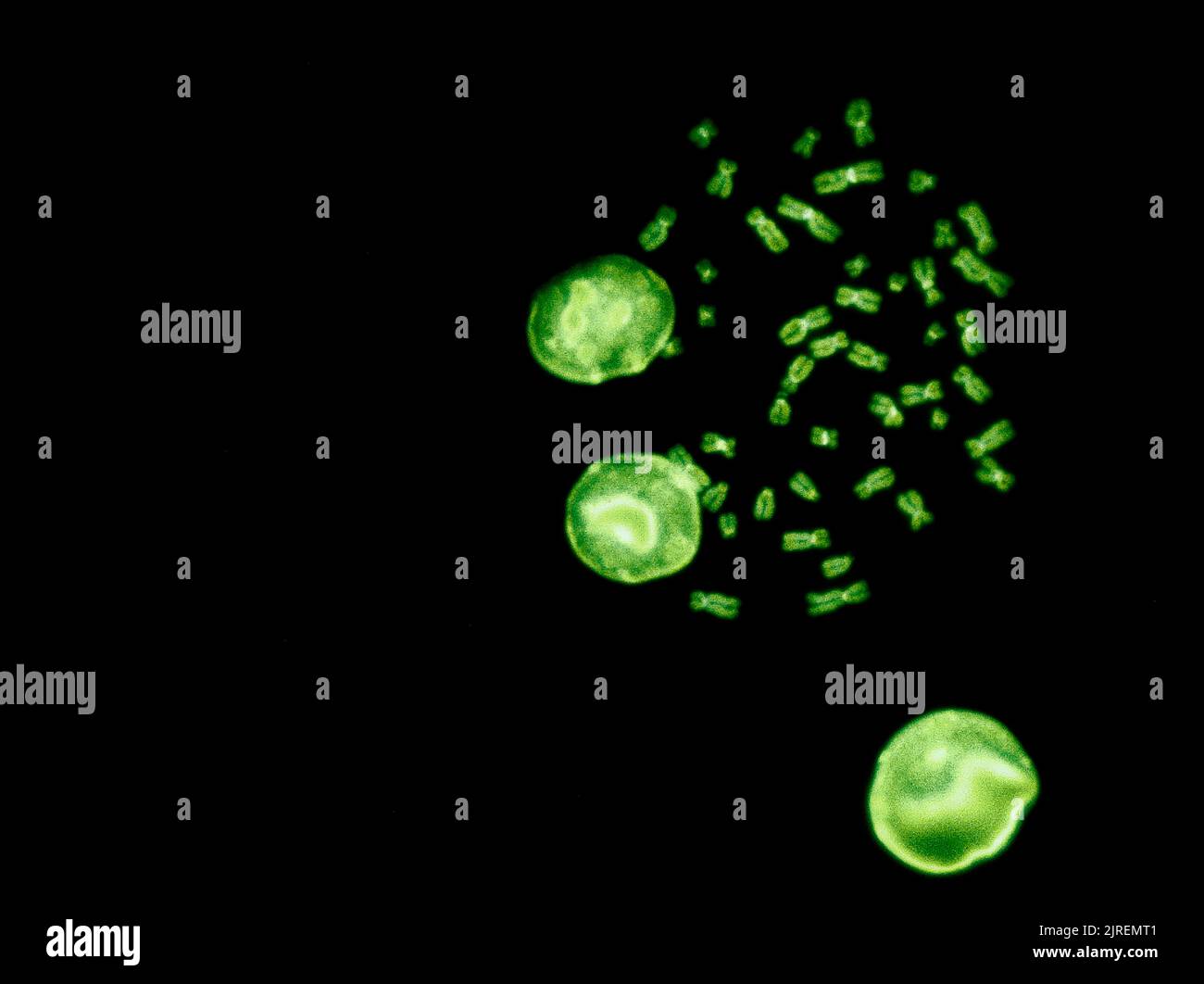 Fluorescence microscopic cell division hi-res stock photography and ...