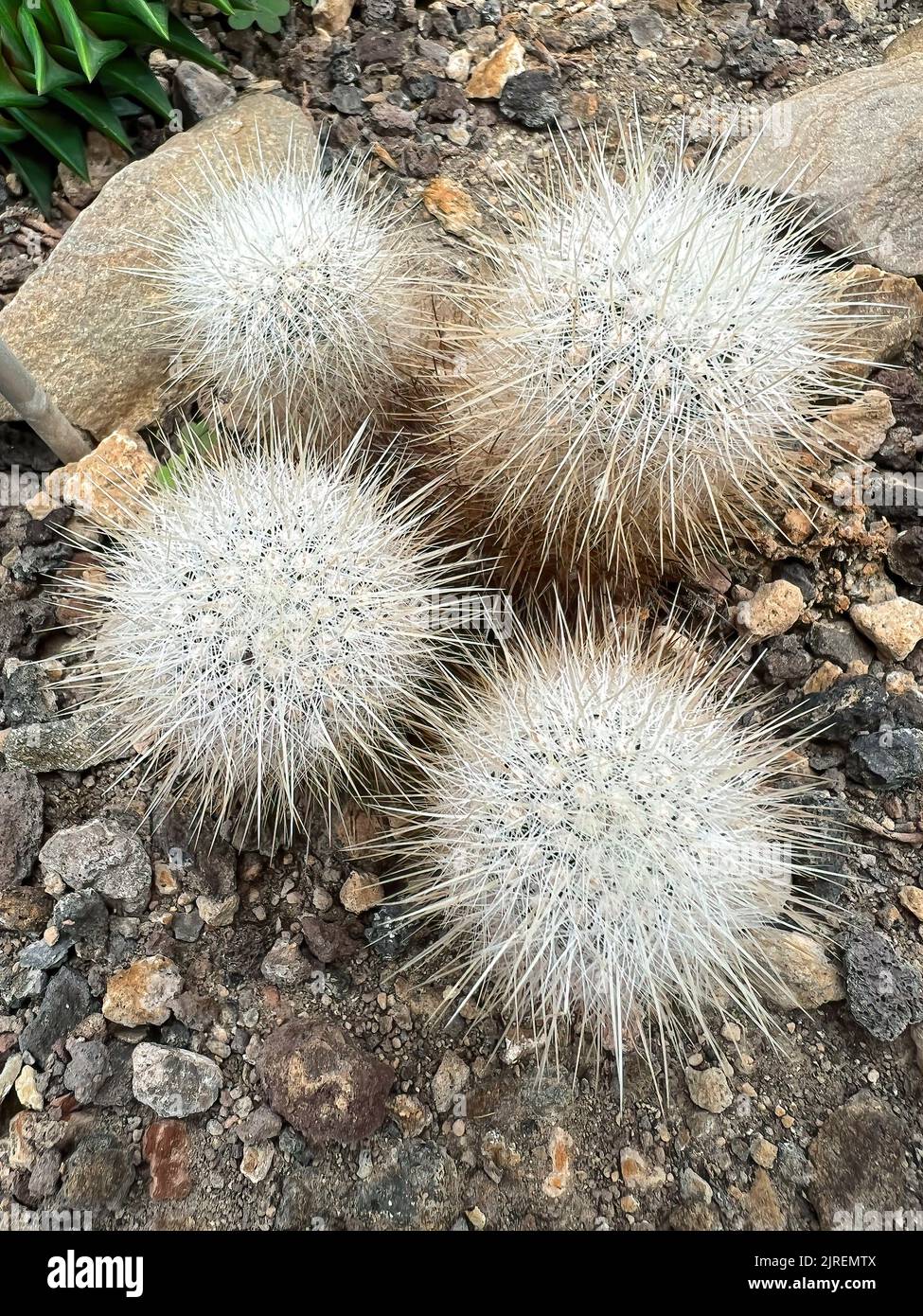 Vertical closeup on four Chihuahuan snowball cactus, Thelocactus ...