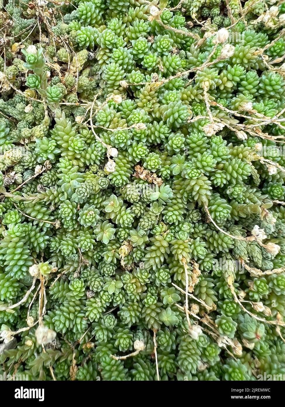 Vertical closeup on an aggretation of many small green Sedum compactum ...