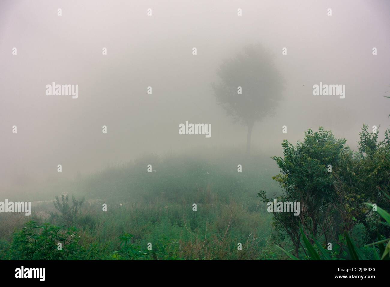 A himalayan hill top covered in fog or mist with barely visible trees ...