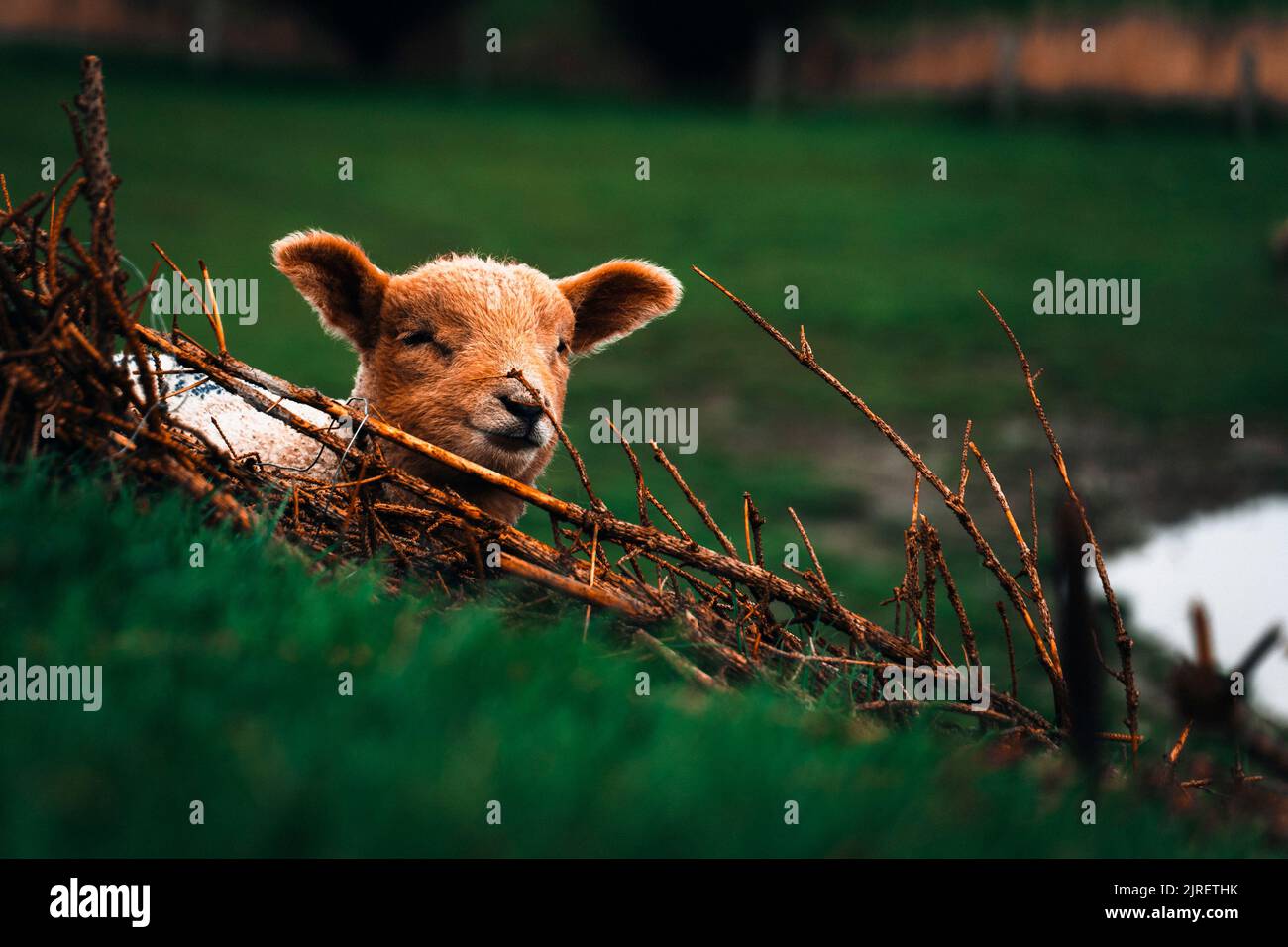 A little lamb looking behind dry tree branches Stock Photo - Alamy