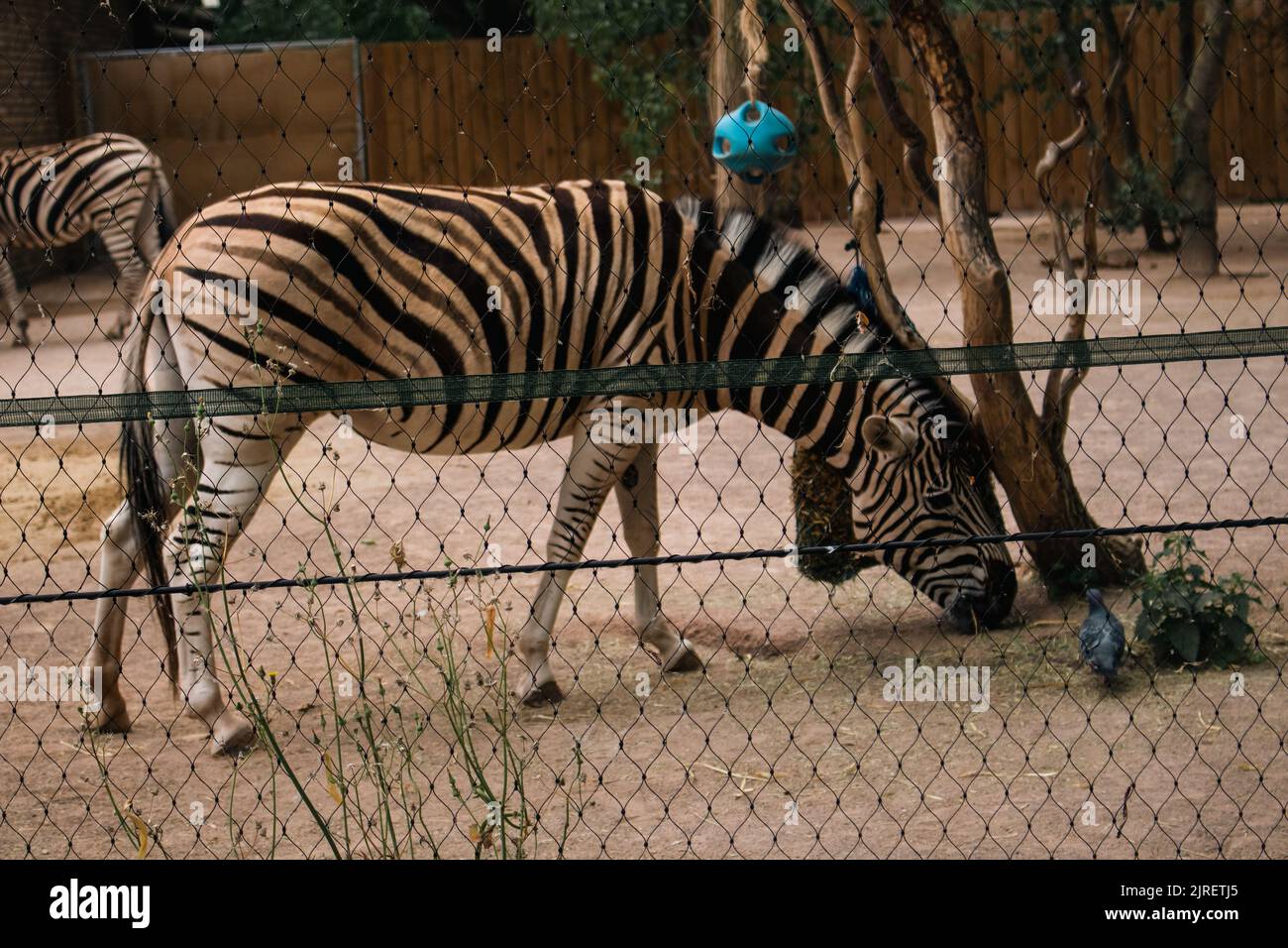 The zebra at the zoo behind the cage fence Stock Photo - Alamy