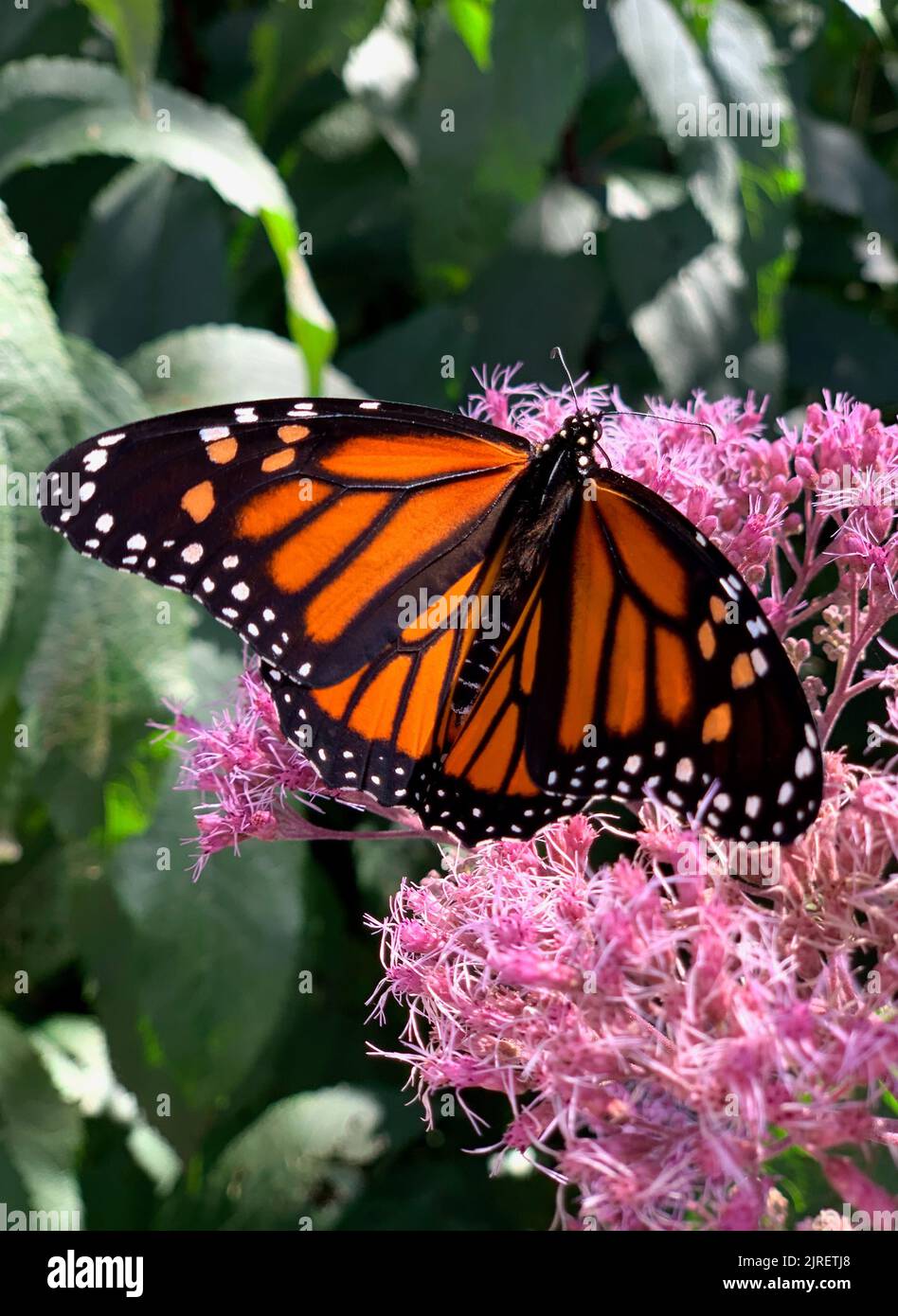 A vertical closeup of a monarch butterfly, Danaus plexippus on a flower ...