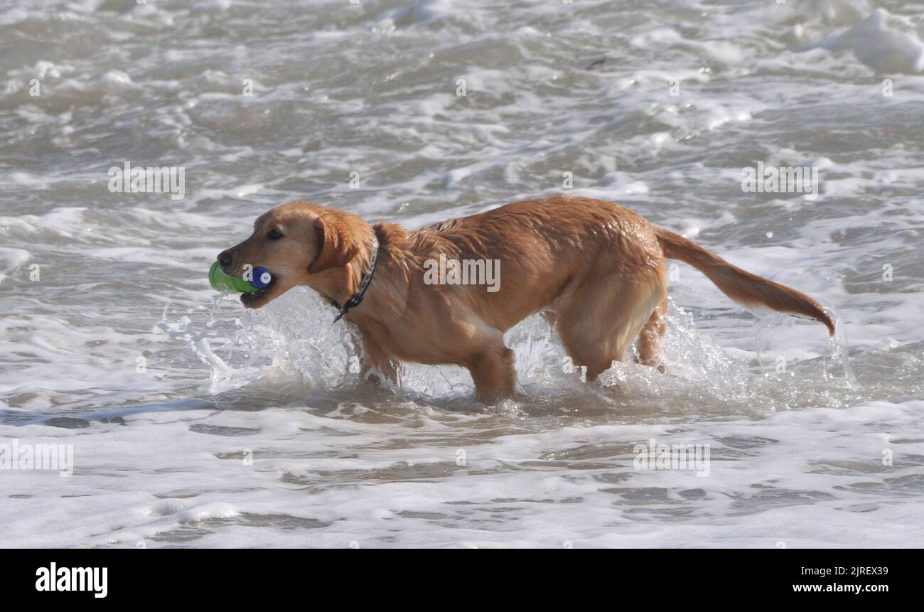 SAM TAKES ADVANTAGE OF THE WARM WEATHER FOR A SWIM AT SOUTHSEA, HANTS ...