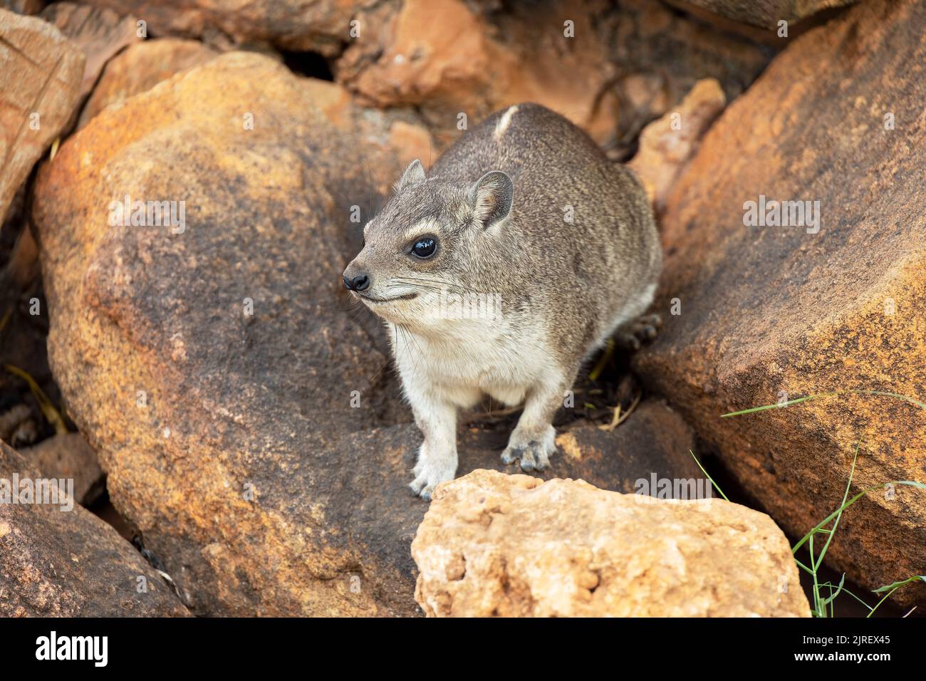 Rock Hyrax - Klippschliefer - in Tsavo East National Park, Kenya ...
