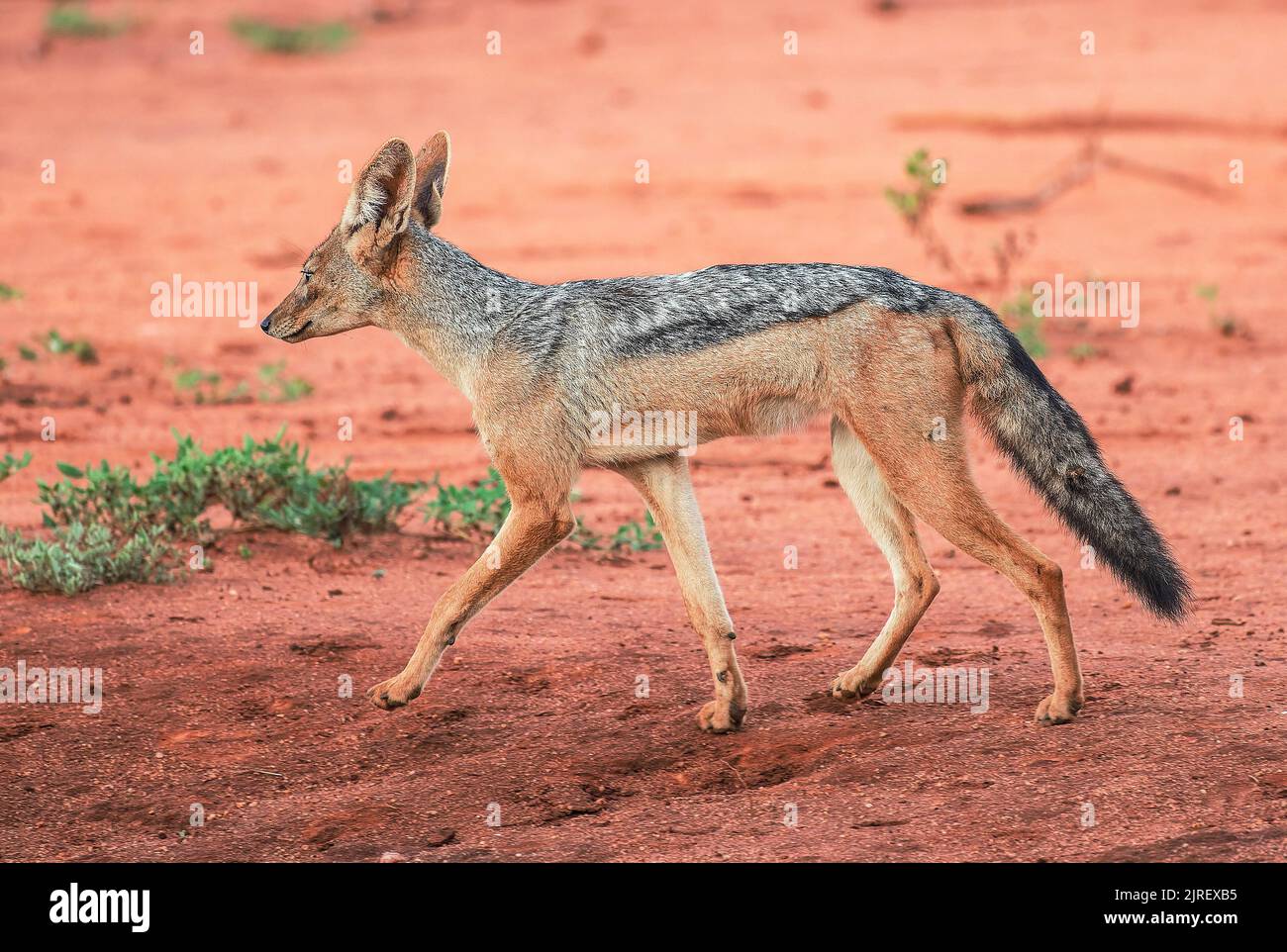 Black back jakal hi-res stock photography and images - Alamy