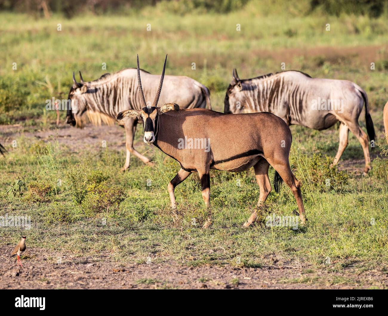Wildbeast, Gnu in the Savannah of Kenya, Africa Stock Photo - Alamy