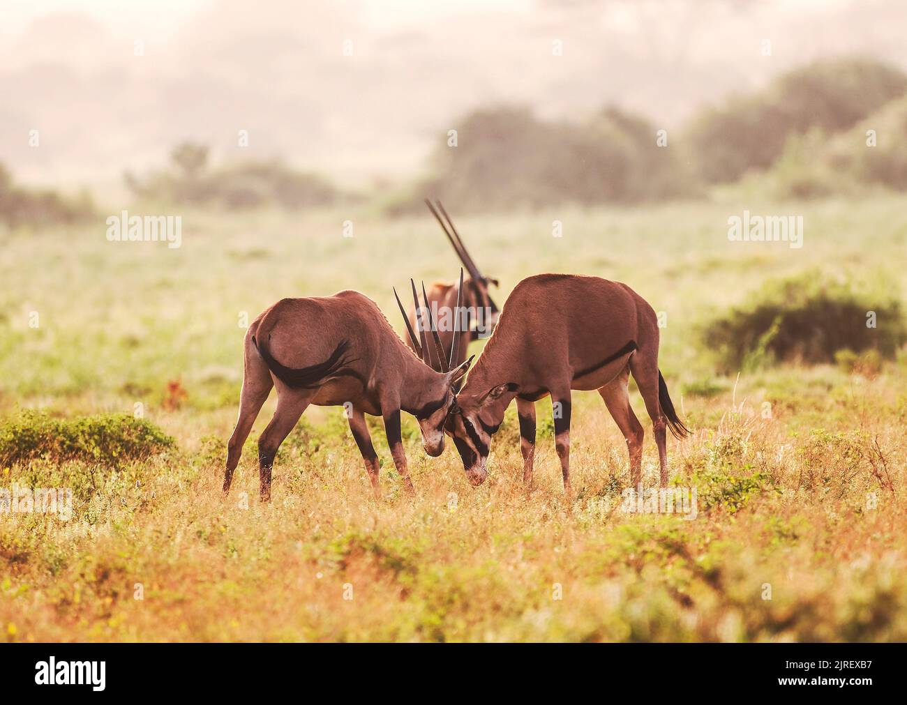 Oryx antelope in the Tsavo East National Park, Kenya, Africa Stock ...