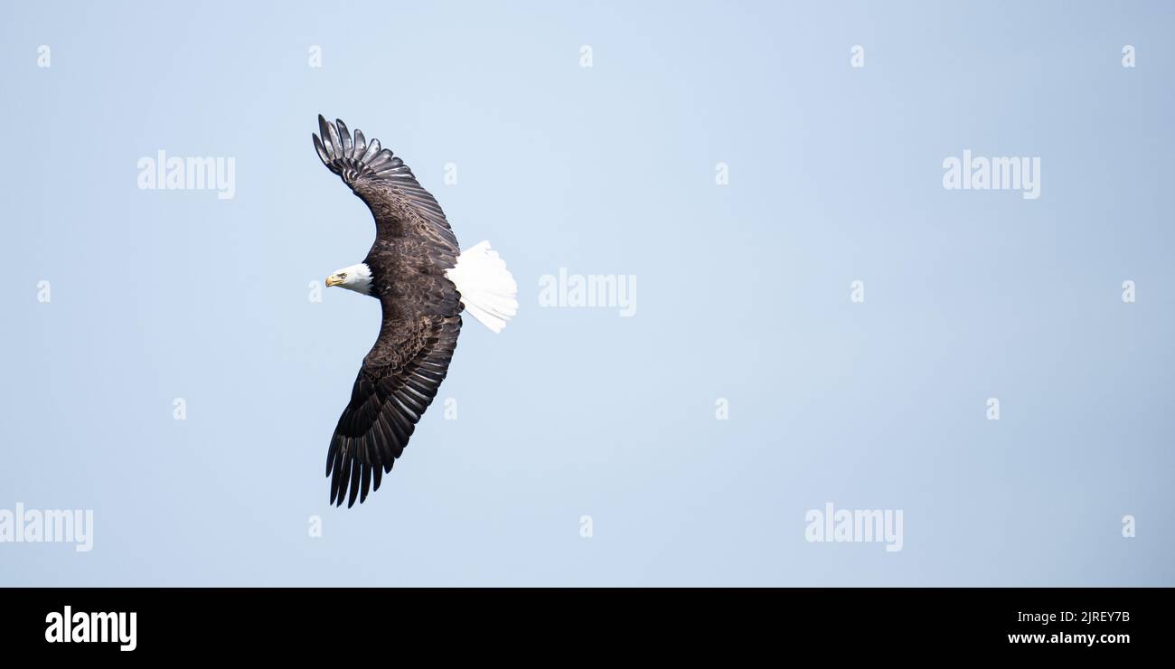A bald eagle flying in blue bright sky Stock Photo - Alamy