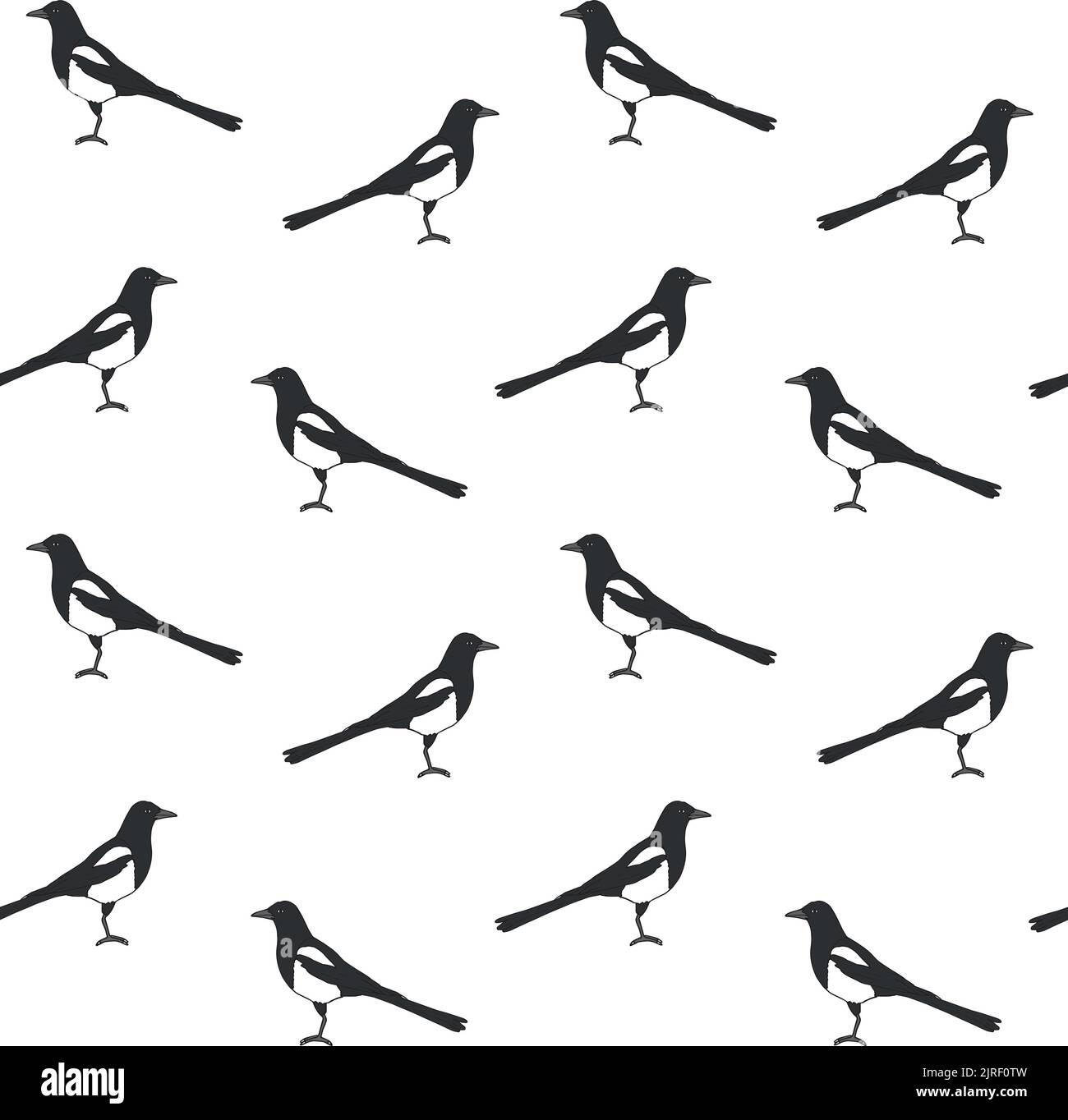 Vector seamless pattern of hand drawn doodle sketch colored magpie bird ...
