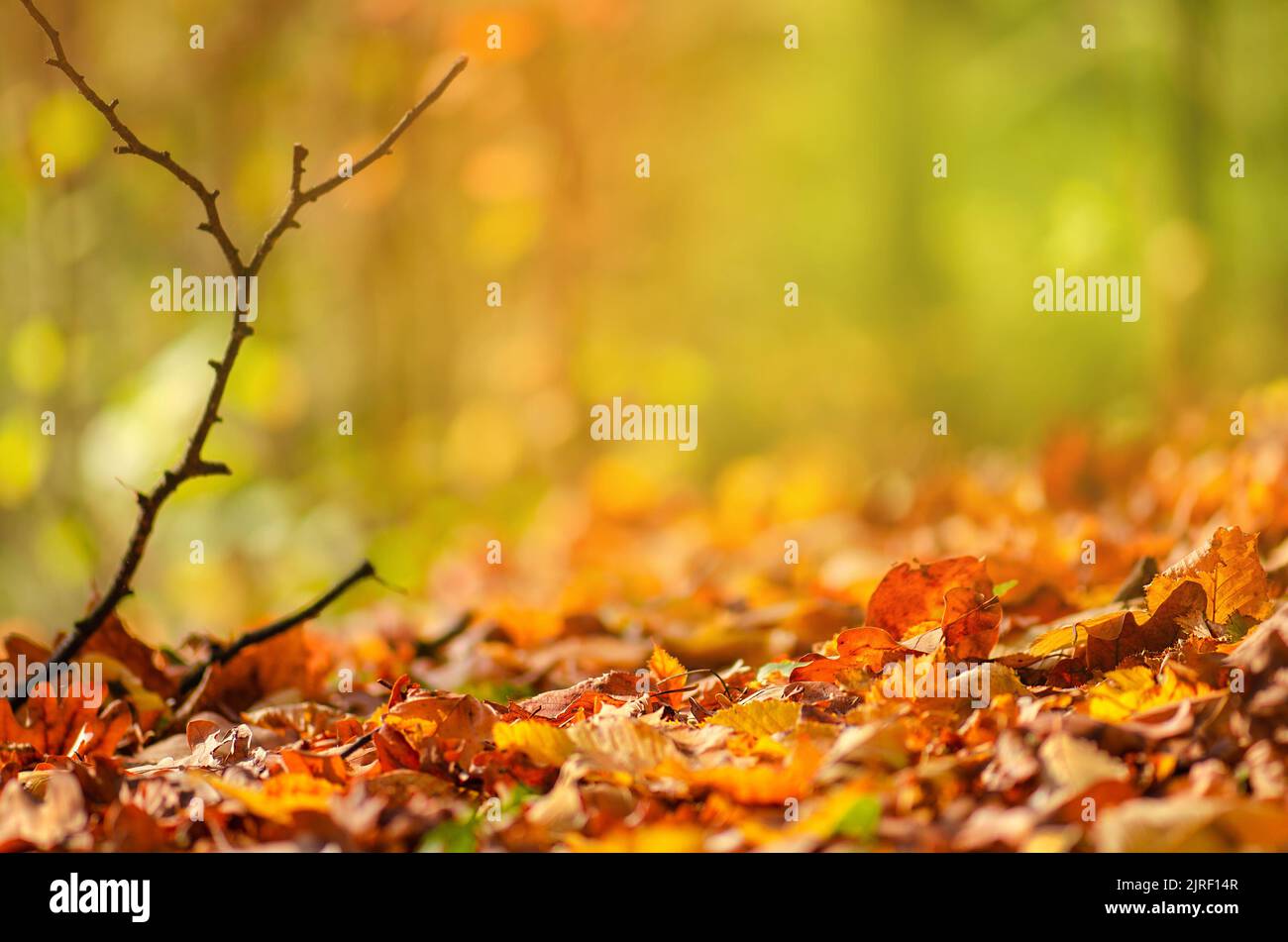 Autumn leaves falling and spinning. Beautiful colored autumn leaves ...