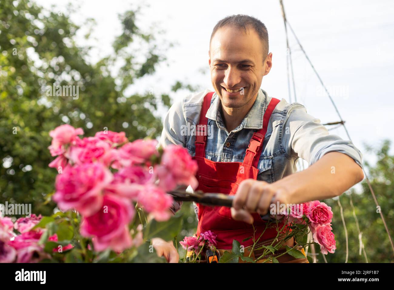 Gardener pruning red bush roses hi-res stock photography and images - Alamy