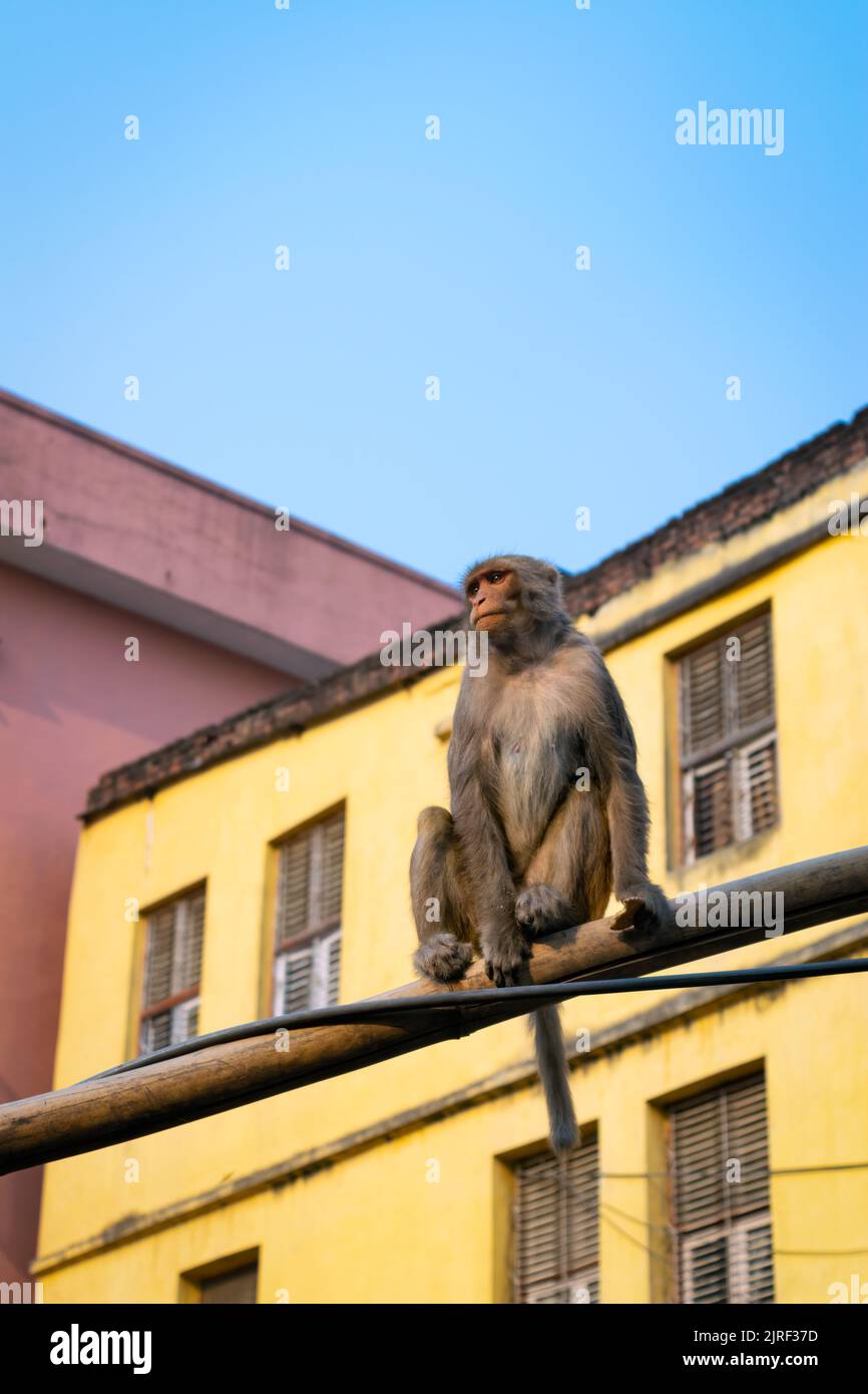 A vertical shot of a monkey sitting on a metal pole in Kathmandu, Nepal ...