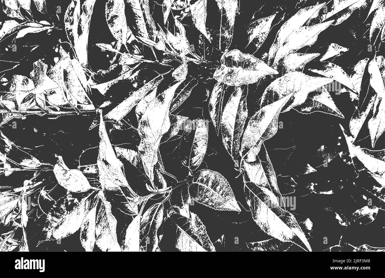 Distressed overlay wooden leaf macro texture with streaks. grunge black and white background ...