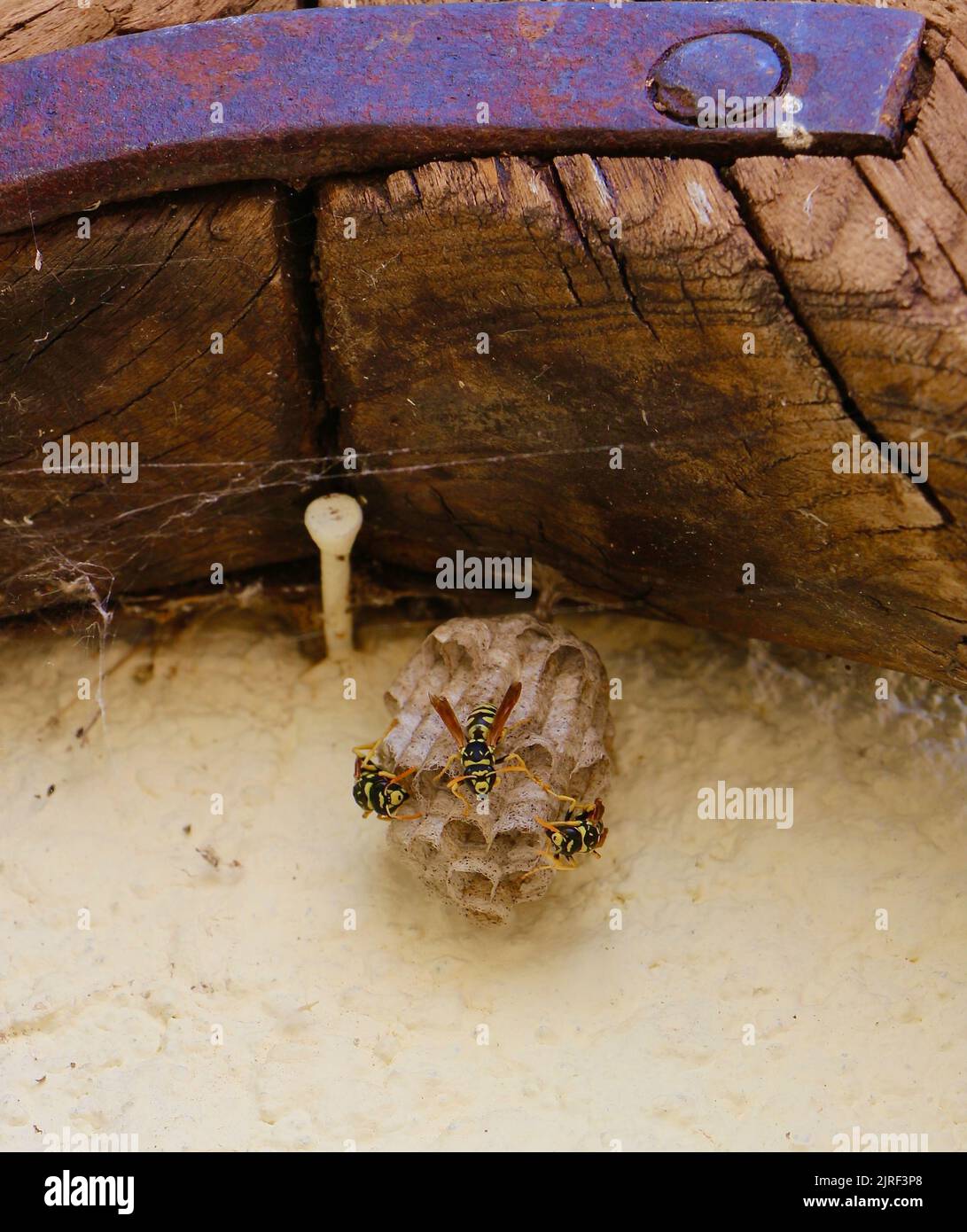 European Paper wasps Polistes dominula building a new nest hanging from ...