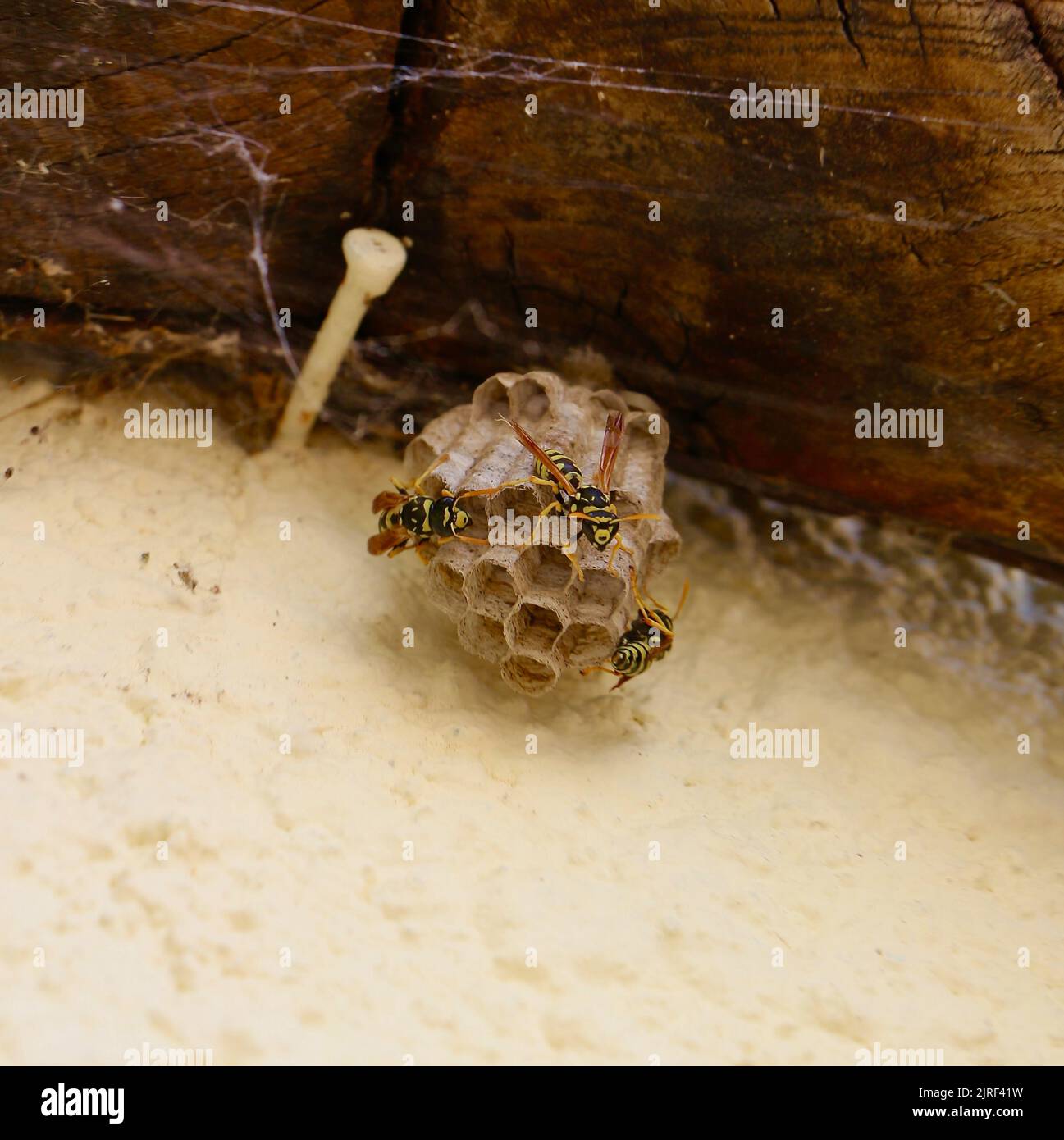 European Paper wasps Polistes dominula building a new nest hanging from ...