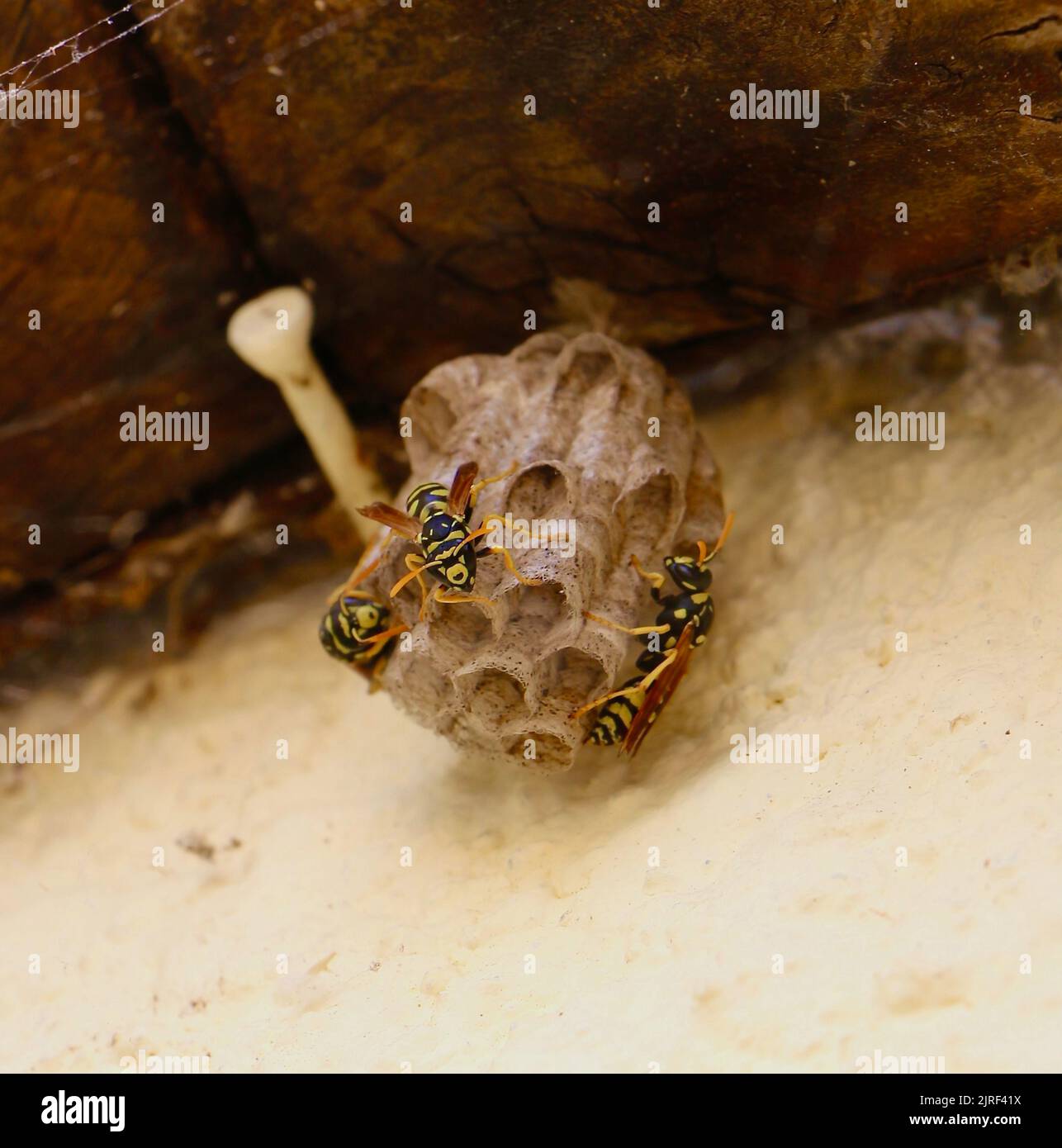 European Paper wasps Polistes dominula building a new nest hanging from ...