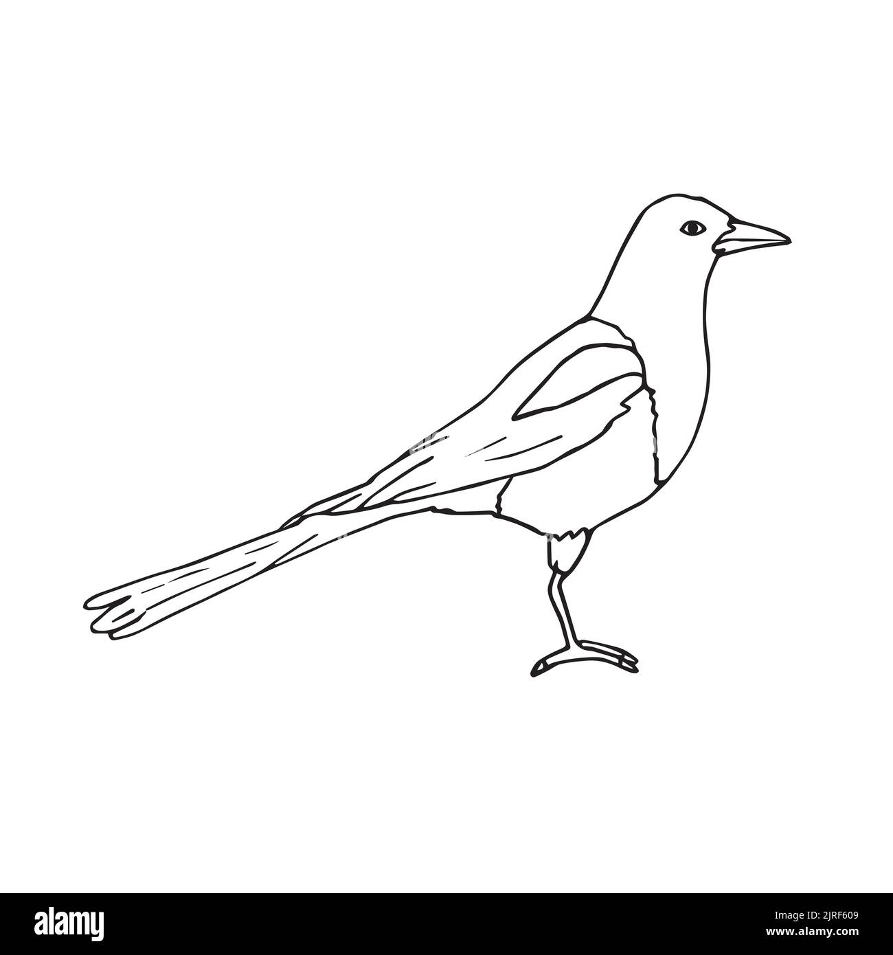 Vector hand drawn doodle sketch magpie bird isolated on white background Stock Vector Image ...