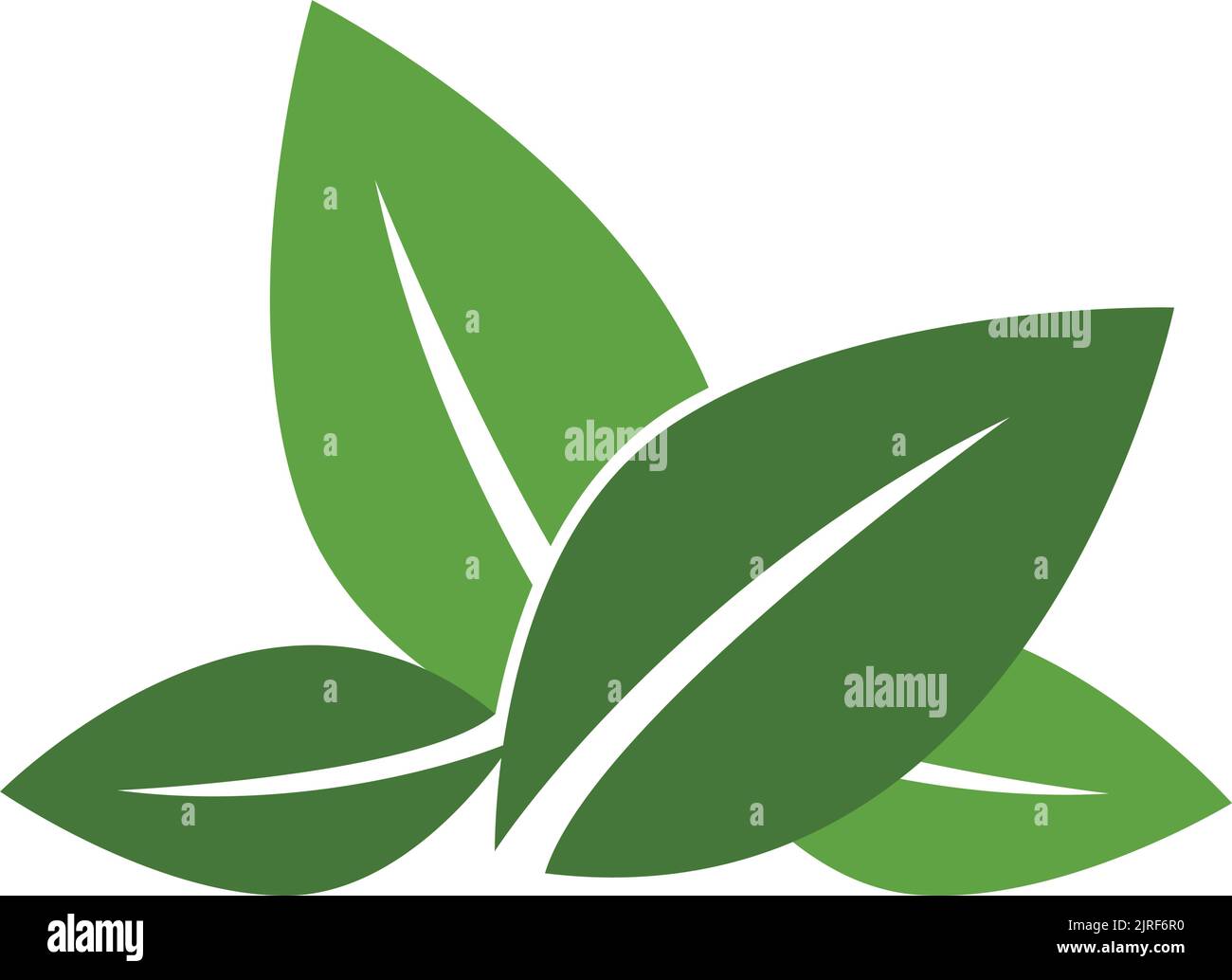 A vertical vector of plant leaves isolated in white background with ...