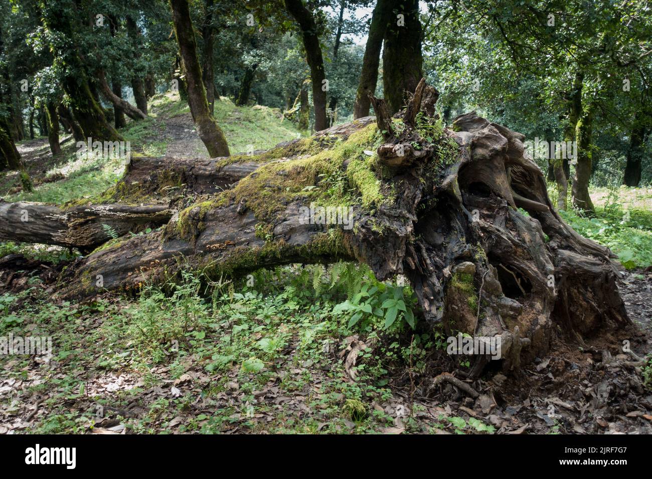 Autumn fire rhododendron hi-res stock photography and images - Alamy